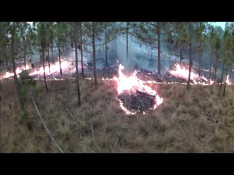 Sandhills Prescribed Burn Association Controlled Burn Aberdeen, NC #2 ...