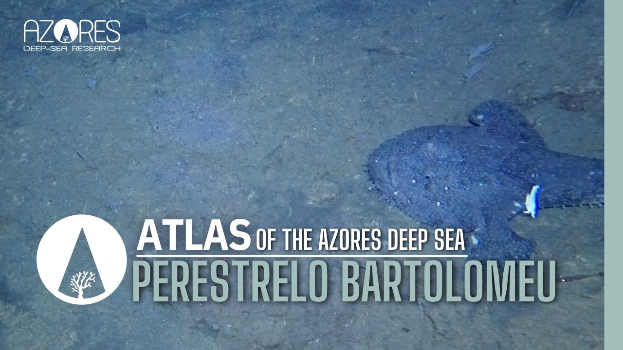 Perestrelo Bartolomeu Seamount | ATLAS of the Azores deep sea - YouTube