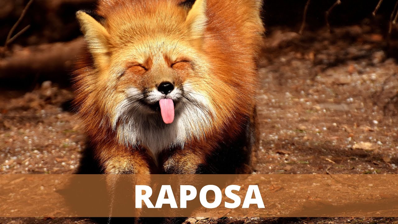 RAPOSA: SAIBA TUDO SOBRE ESSE CURIOSO MAMÍFERO. - YouTube