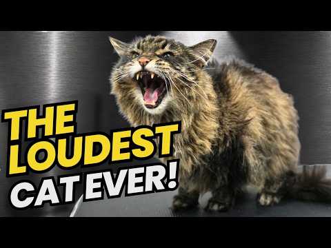 I Have Never Groomed a Cat This Loud 😂