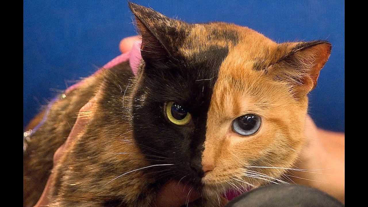 Cool chimeras including chimera cats and pigs - YouTube