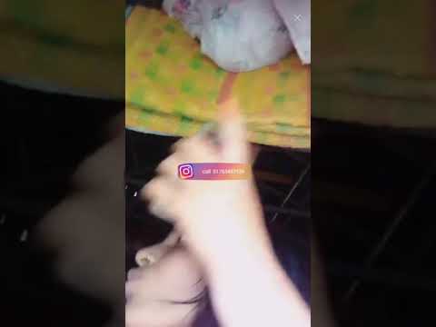 Imo live no bra | Imo Live Open No Bra |  Imo Live Open No Bra 2017