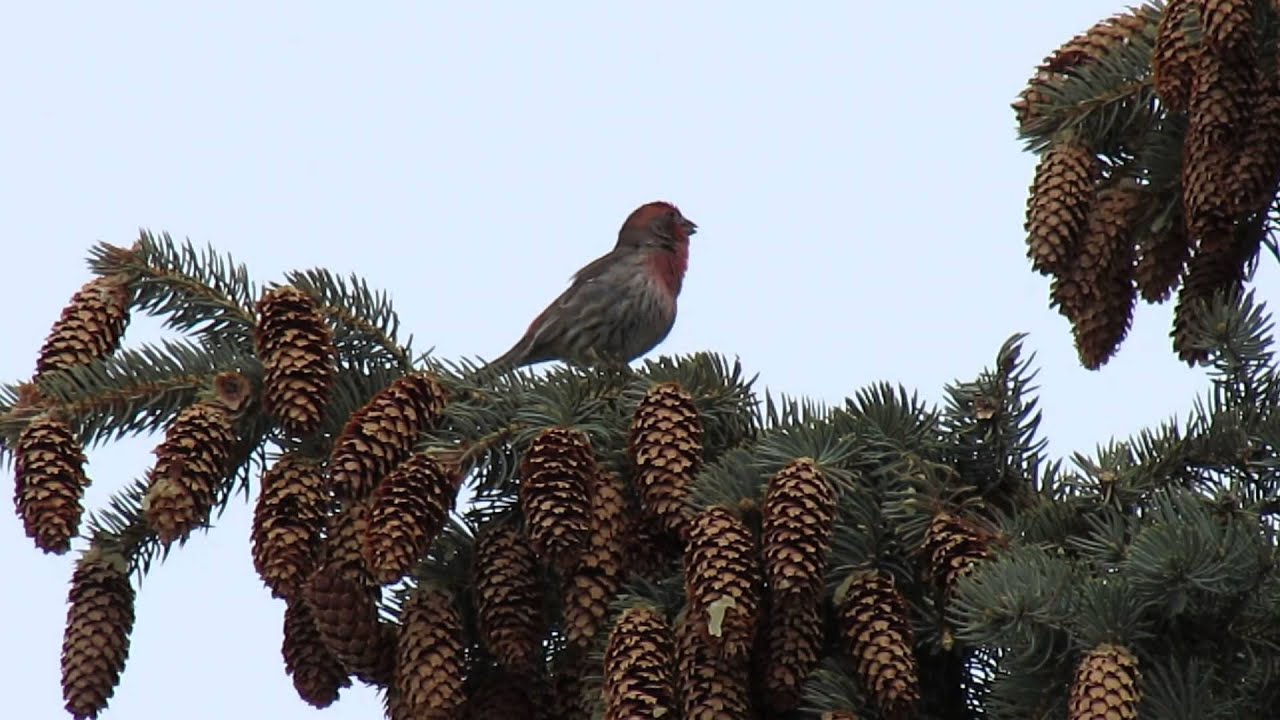 House Finch singing in Regina, SK Canada - YouTube