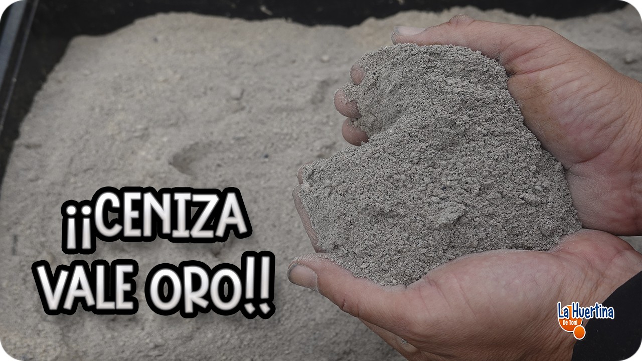 7 USOS de La CENIZA En Las Plantas Y En El Huerto - NO LA VOLVERAS A ...