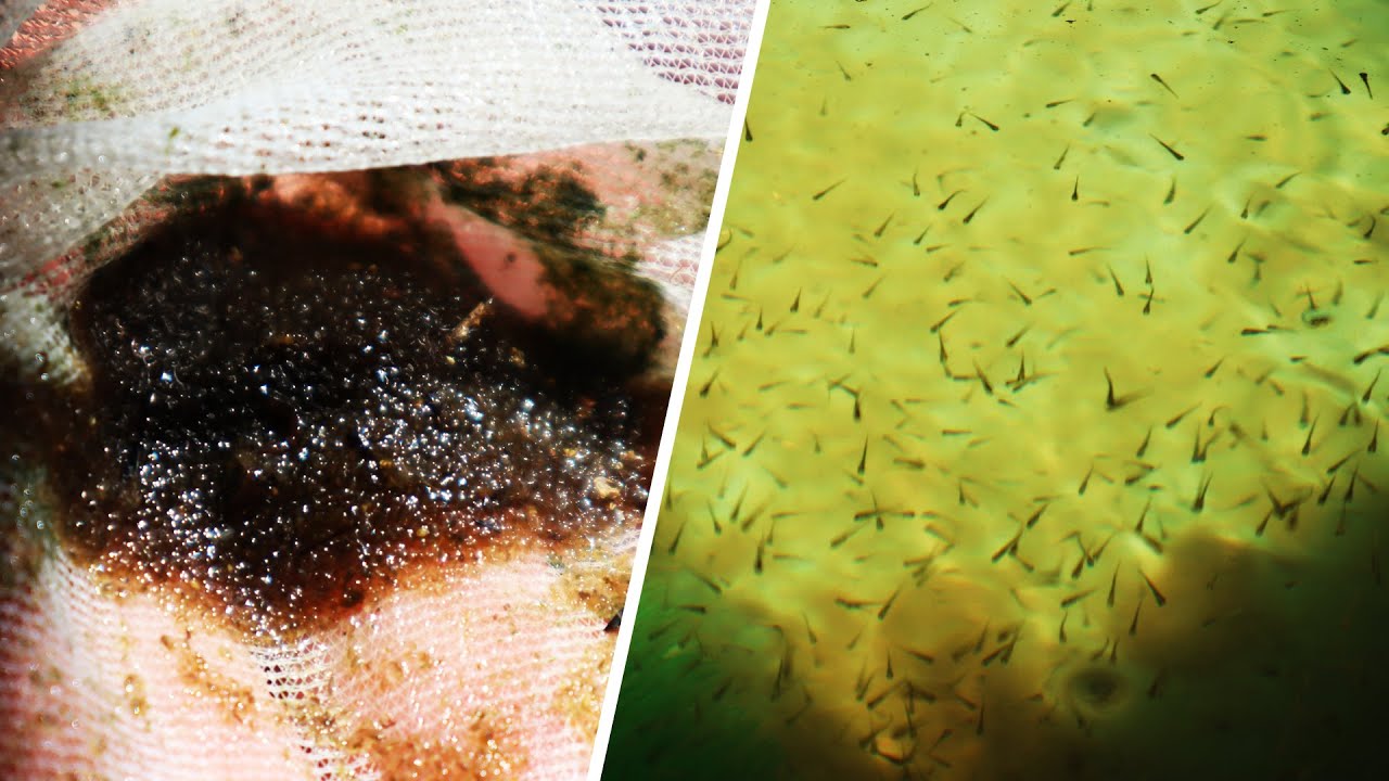 9 and 10 days old Baby Koi development | #9 - YouTube