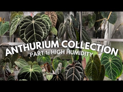 Anthurium collection PART 1: plants growing in greenhouse environments ...