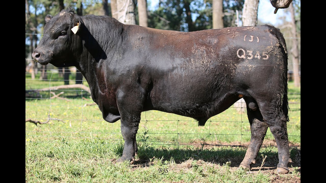 Lot 12 Jarobee Spring 2021 - YouTube