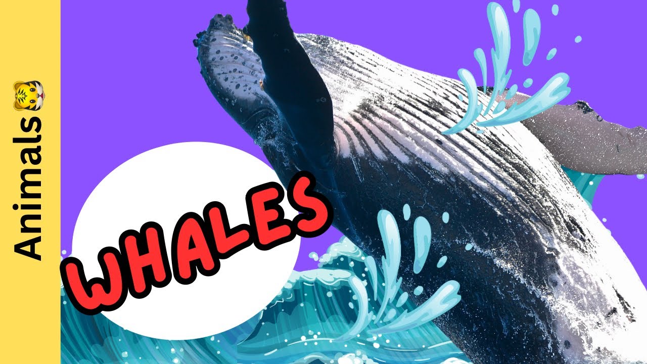 Whales Facts For Kid🐳 | Fun Facts About Animals | Learning Videos For ...