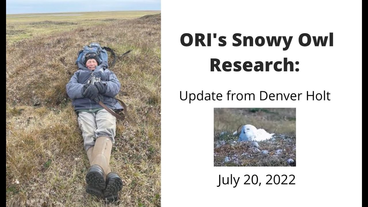July 20, 2022: Update from Denver Holt on ORI's Snowy Owl Research and ...