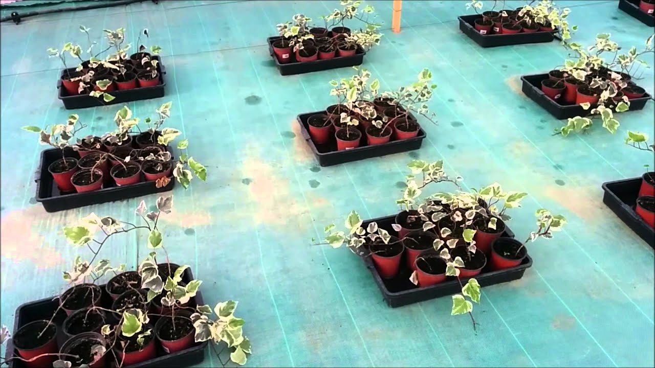 i2lResearch Website Video - YouTube