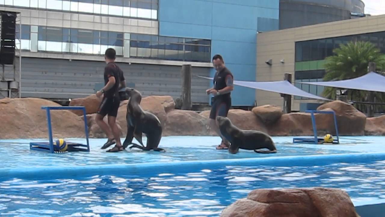 Dancing Sea Lions - YouTube