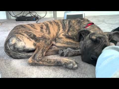 great dane dreaming