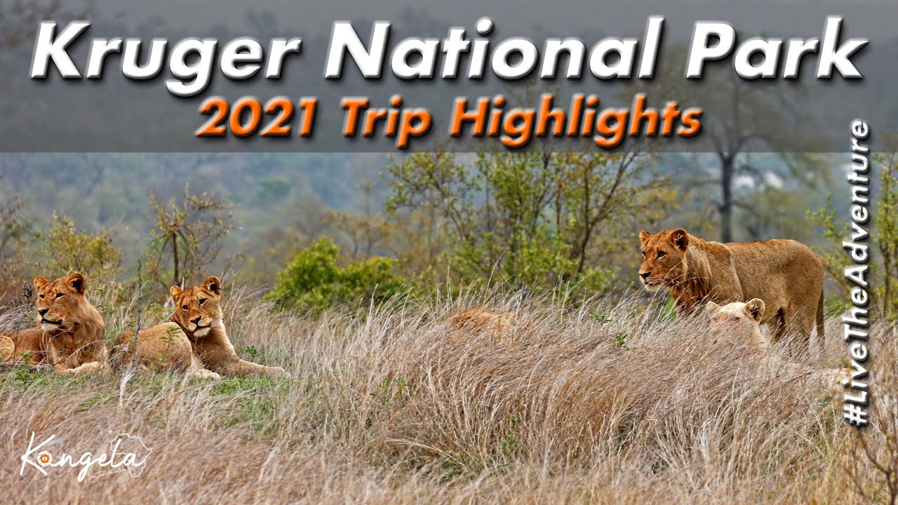 The Kruger National Park 2021 Highlights | Know Before You Go & Trip ...