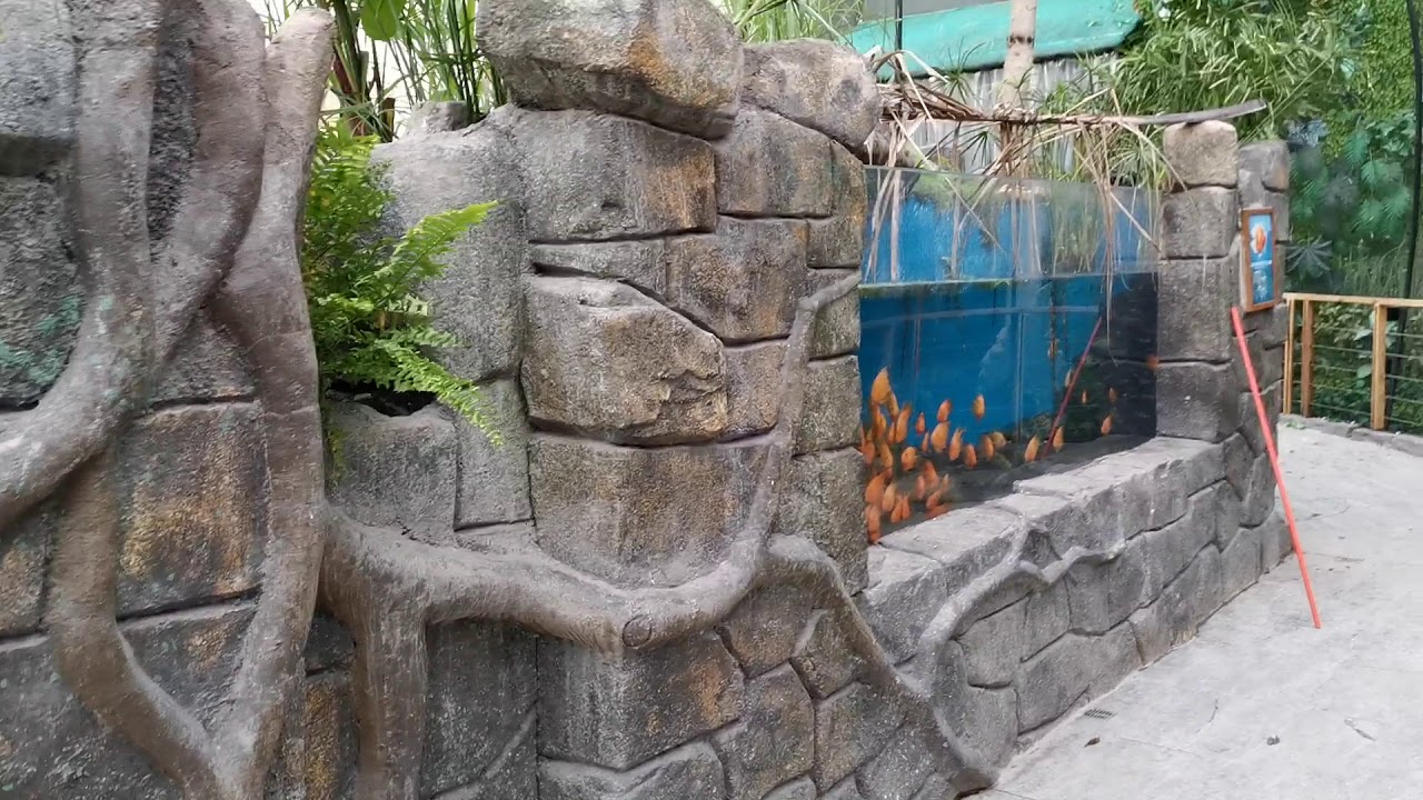 5000 liters Aquarium without biofilter - YouTube