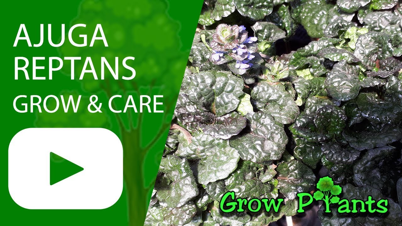 Ajuga reptans - grow & care - YouTube