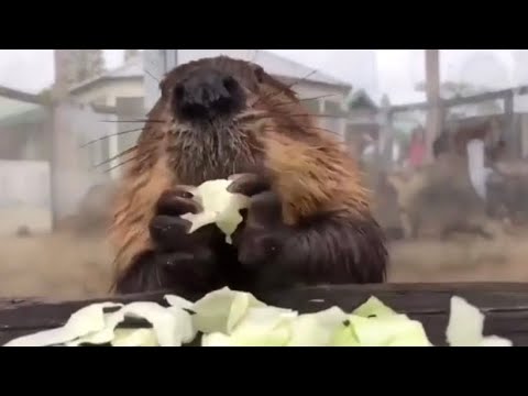 A Beaver Eating Lettuce - YouTube
