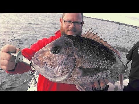 Fresh bait vs SNAPPER | Fishing | Melbourne | Victoria | Australia ...