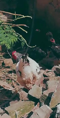 beautiful white murgi 🐔🐔🐔 - YouTube