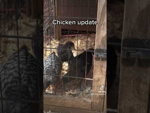 Chicken update: chicken rehab comes to a close with a quick nail day ...