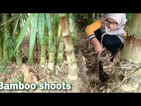 Ambil Rebung(bamboo shoots)di Belakang Rumah untuk di Masak Sayur Lodeh ...