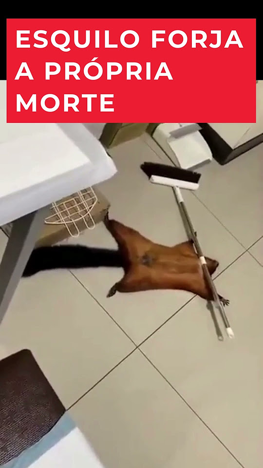 Esquilo Voador Forja Cena Da Própria Morte E Viraliza Na Internet Youtube