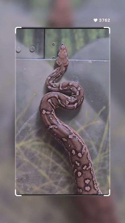 Beautiful Serpents: A Journey into The World of Colorful Snakes 😁 ...