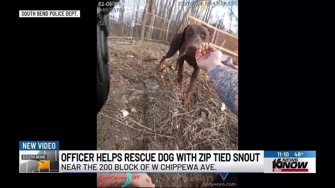 South Bend police officer helps rescue dog with zip-tied snout - YouTube