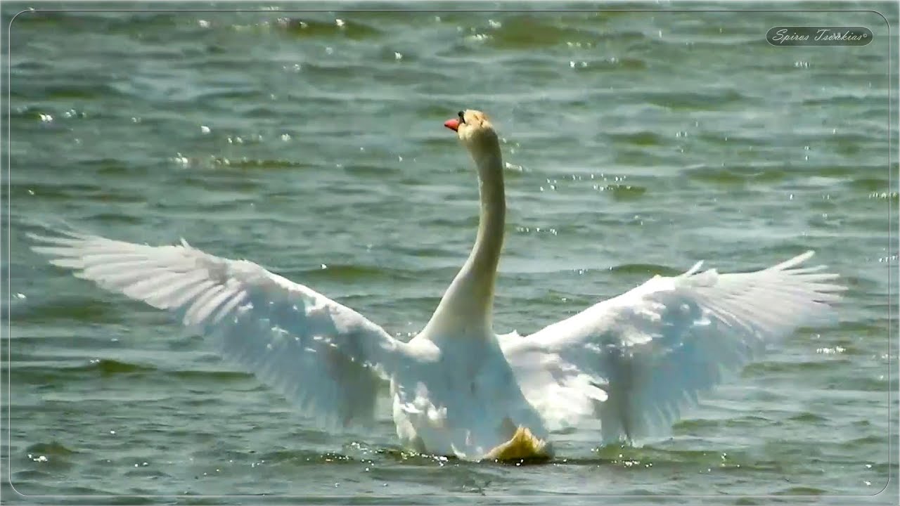 ΚΥΚΝΟΣ ΑΝΟΙΓΕΙ ΤΑ ΦΤΕΡΑ ΤΟΥ - Swan With Wings Open - YouTube