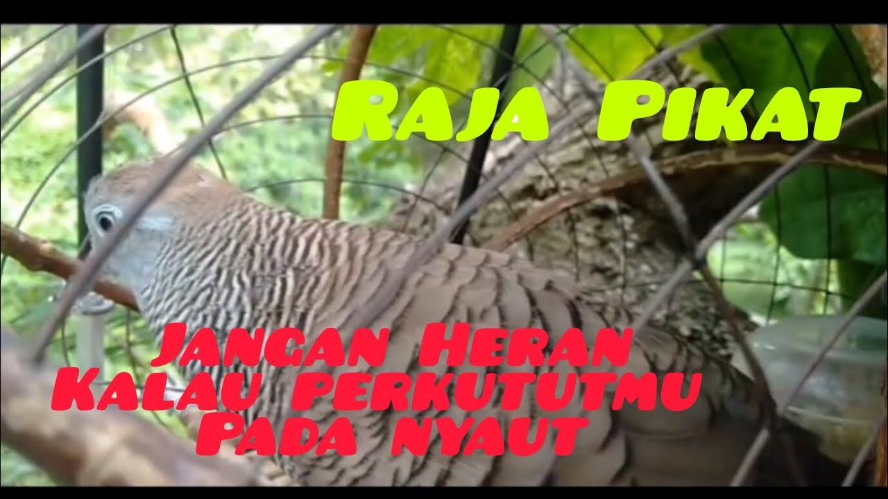 Raja Pikat Perkutut. Jangan Heran Kalau Perkututmu Pada Nyaut👍 - YouTube