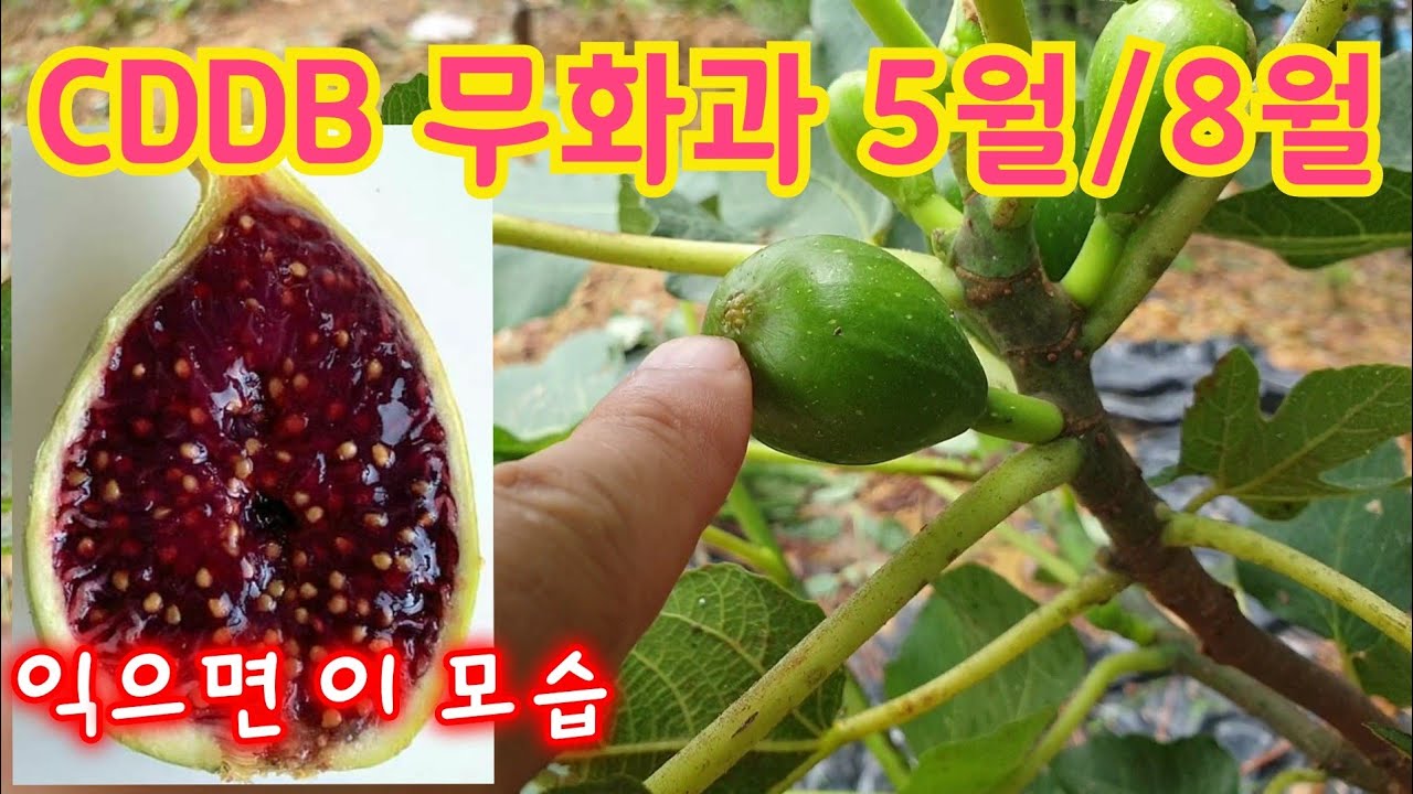 CDDB 무화과 재배 5월, 8월 모습, 제발 맛 볼수있기를~(CDDB Fig) - YouTube