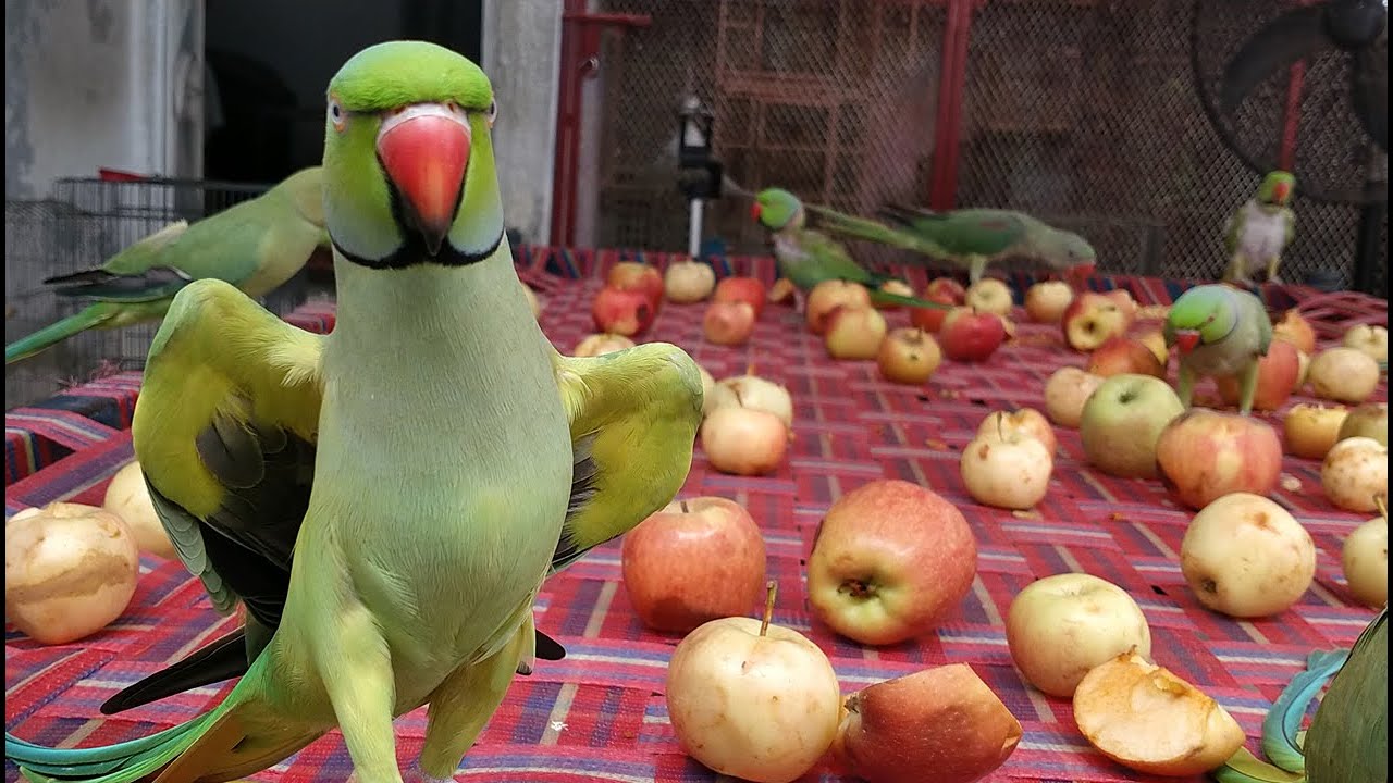 My All Parrots Enjoying Apple 🍎 Party | Parrots Natural Sound | PBI ...