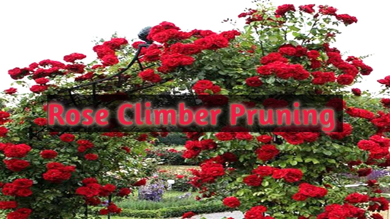 How to Prune Climbing (Vine) Roses And Care - YouTube