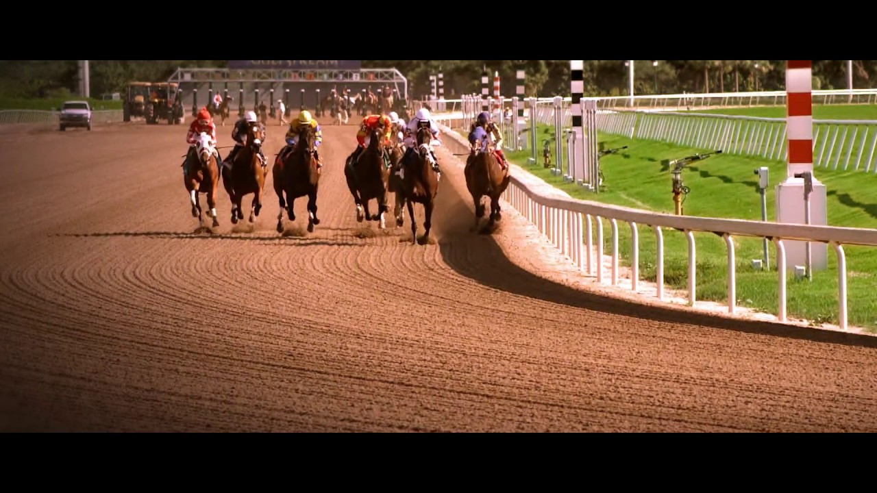 PA Racehorse Rehoming & Rescue - Adopt Your Next Champion - YouTube