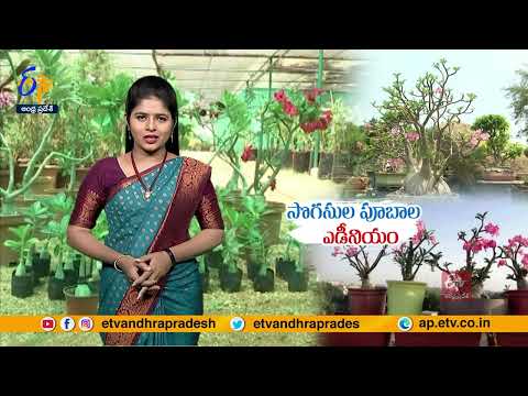 అన్నదాత | 6th March 2023 | Annadata | Full Bulletin | ETV Andhra ...
