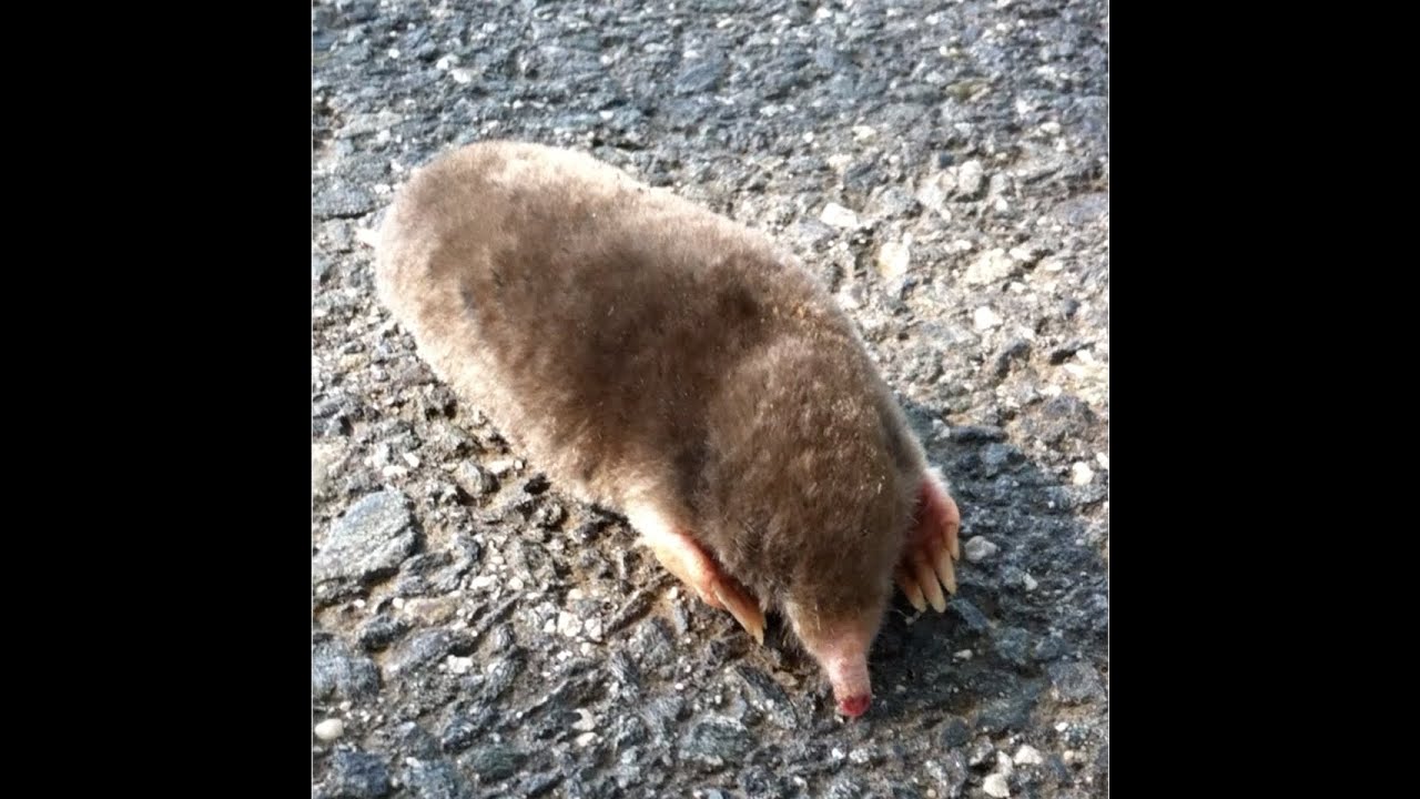Pesky moles! Yard pests! - YouTube