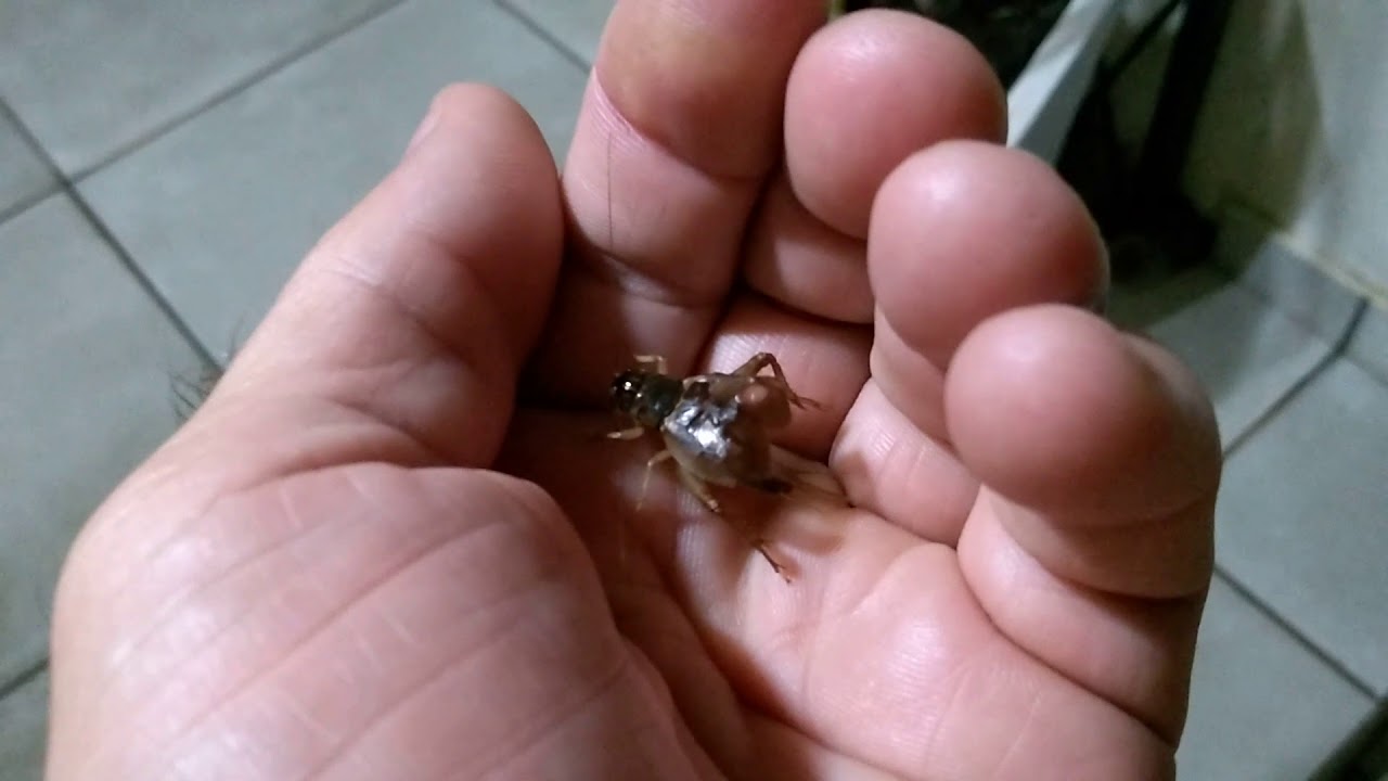 Grilo cantando na mão - YouTube