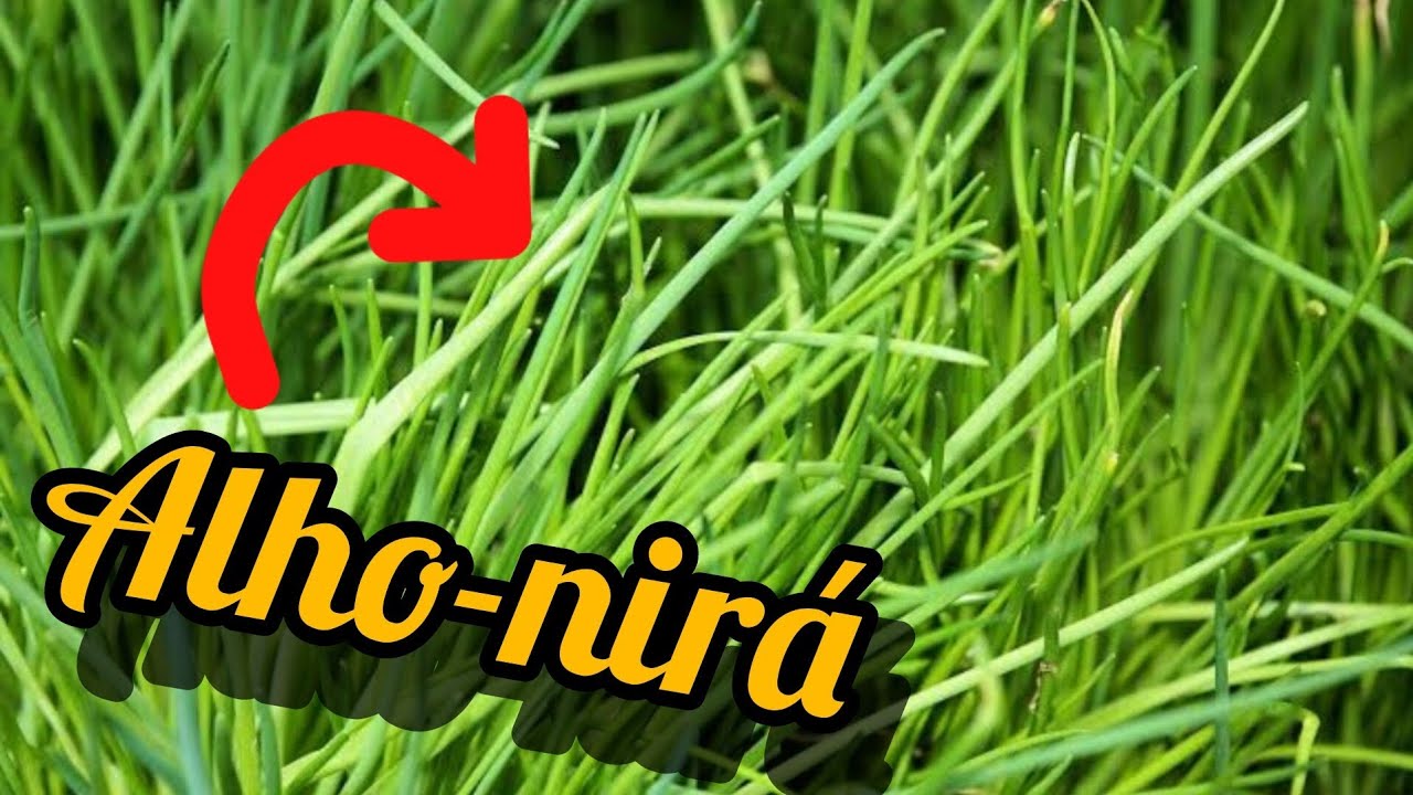 Os Benefícios do Nirá (Allium tuberosum) - Resumo das Plantas - YouTube
