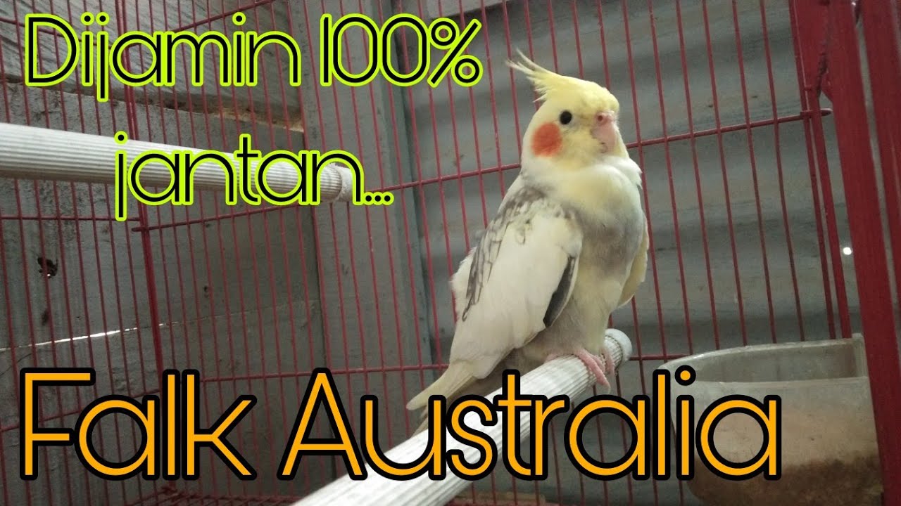 Burung falk australia jantan - YouTube