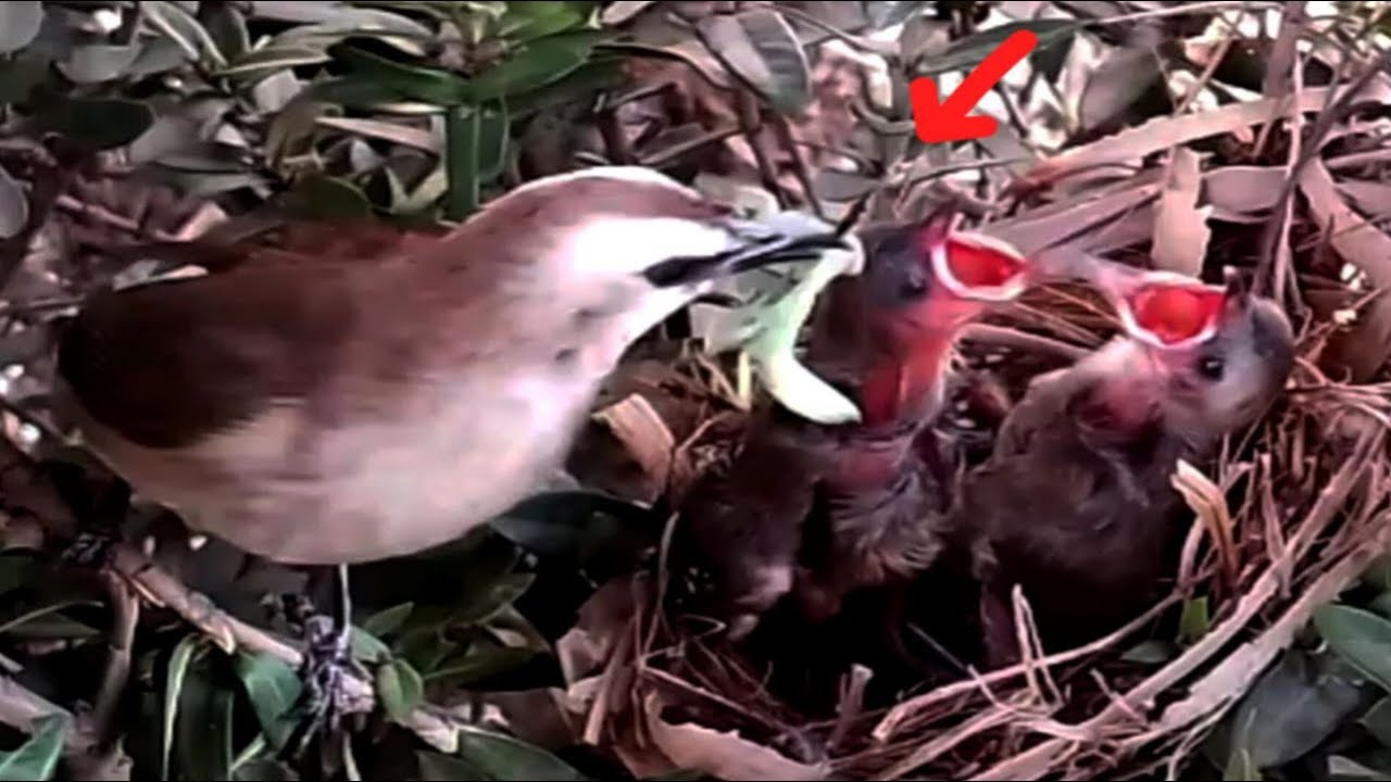 Yellow-vented bulbul birds force children to eat locusts - YouTube