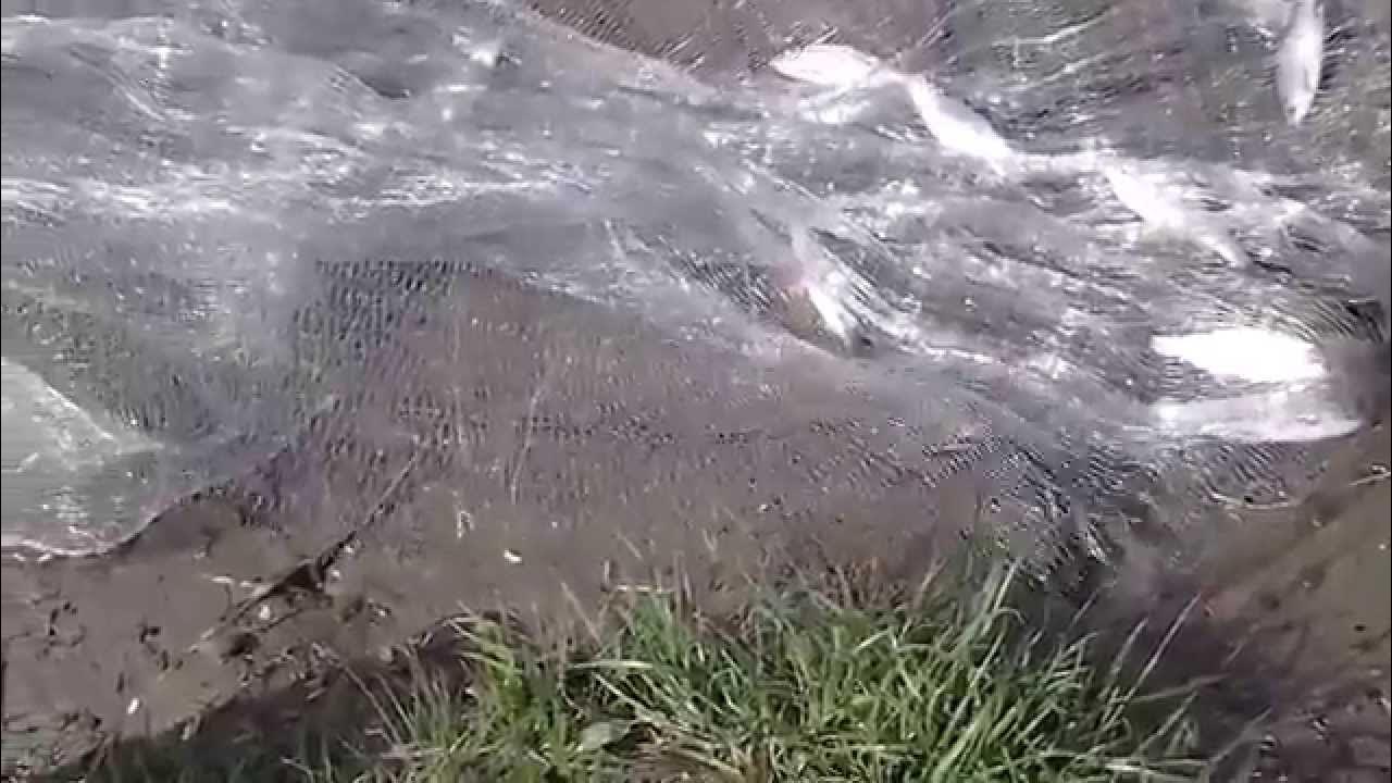 как забрасывать кастинговую сеть (парашют) - YouTube