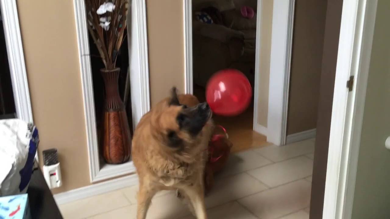 Helium + Dog = Fun - YouTube