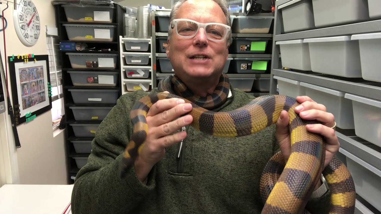 My Collection: Bismarck Ringed Pythons - YouTube