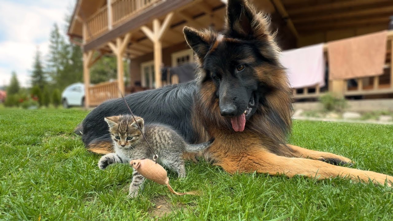 Adorable German Shepherd and Tiny Kittens Playing Together For the ...