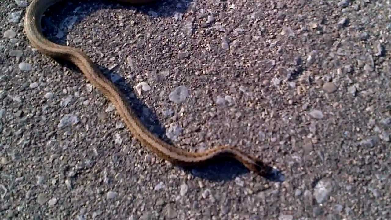 Snake Wrangling - YouTube