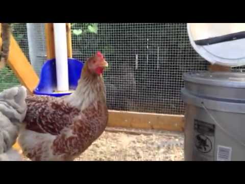 Chicken making odd whining noise - YouTube
