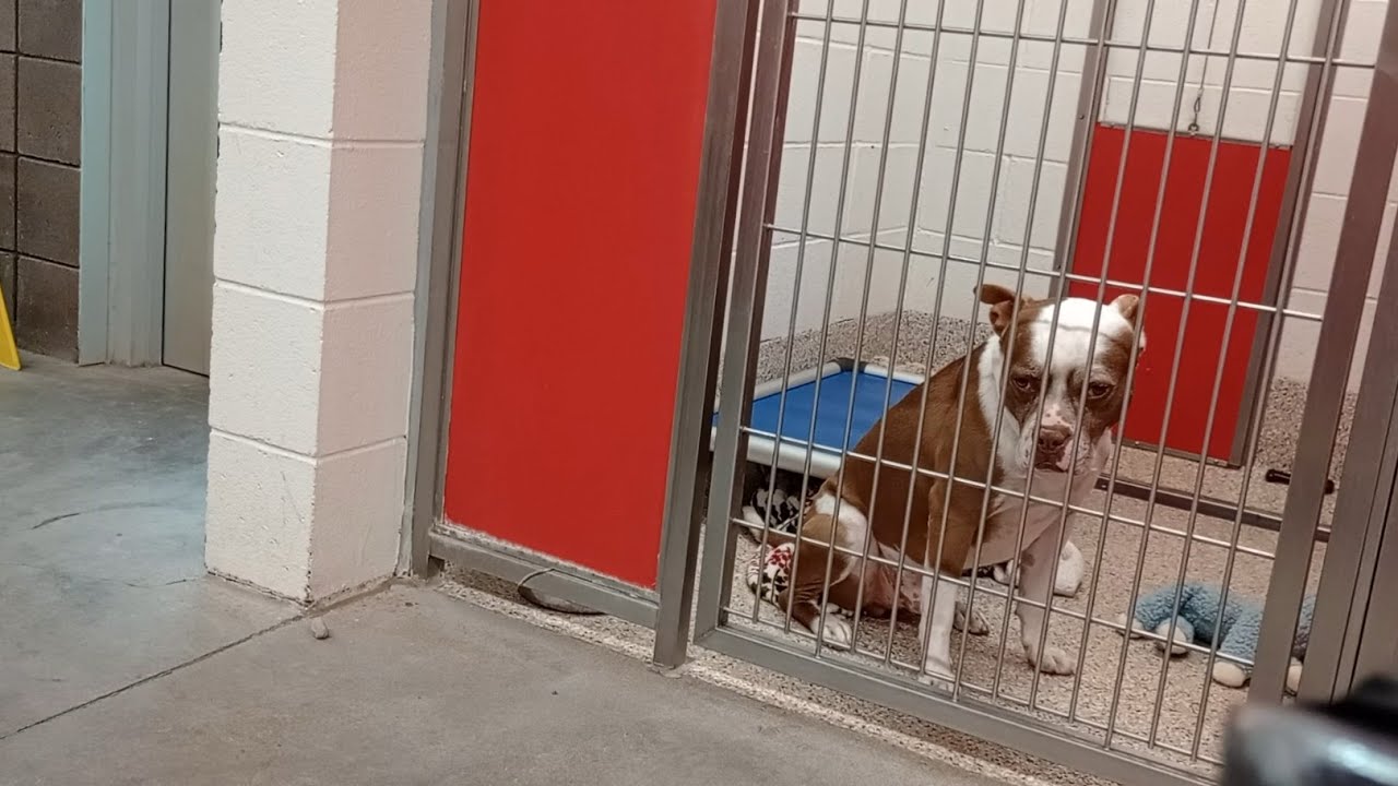 Athena 2y A850393 kennel 39 pod 2 PACC shelter Athena goes ~smoothly ...