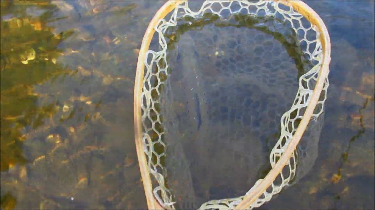 Mepps Stone Fly bug spinner & Mersey River wild trout. - YouTube