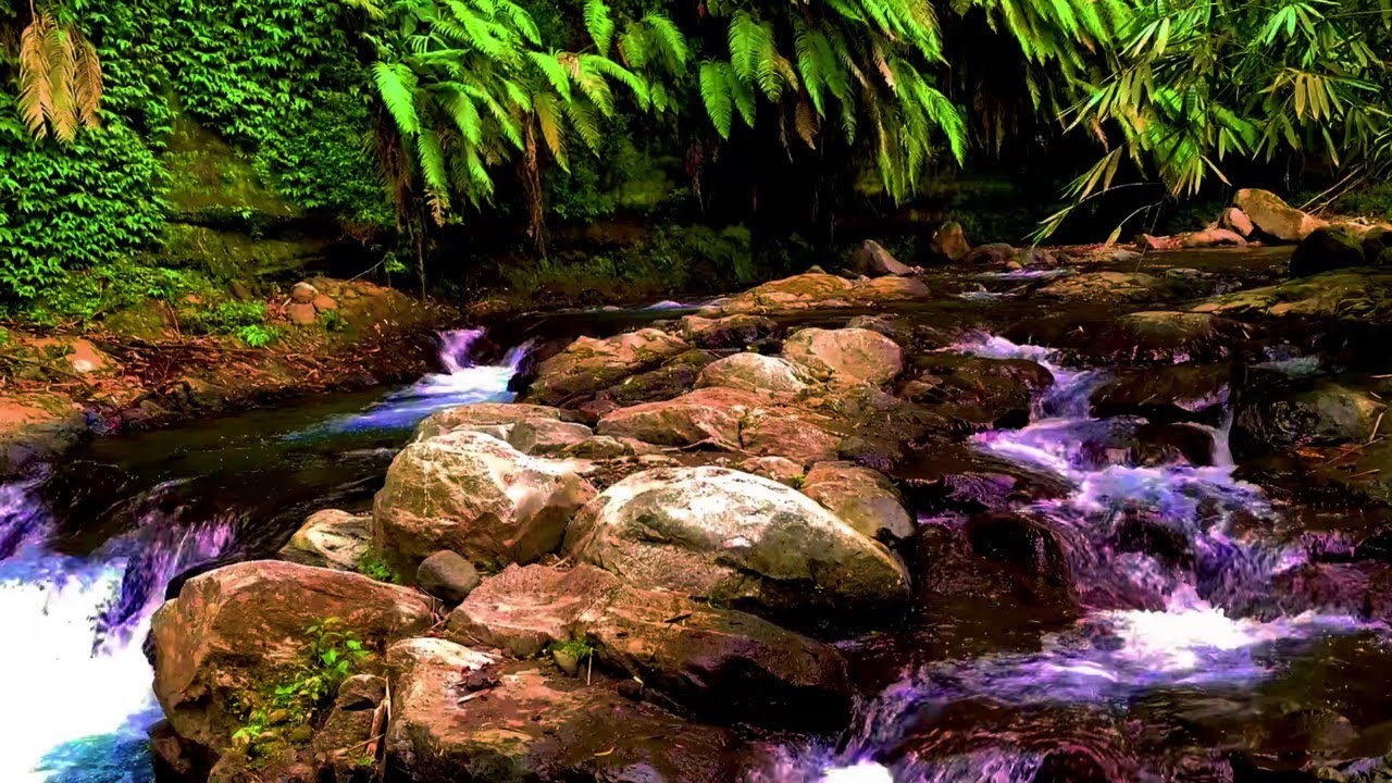 ASMR Relaxing River Sound a peaceful forest with the sound of river ...