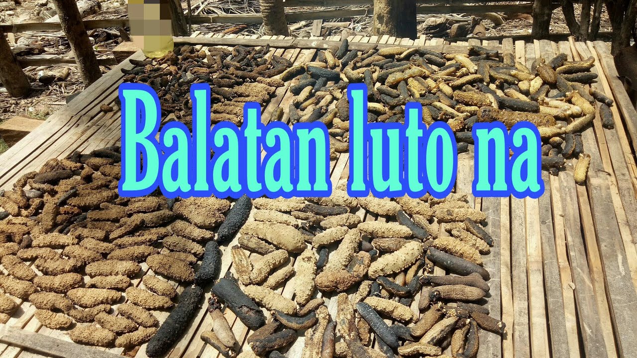 How to cook todried sea cucumber balatan sa Quezon: - YouTube