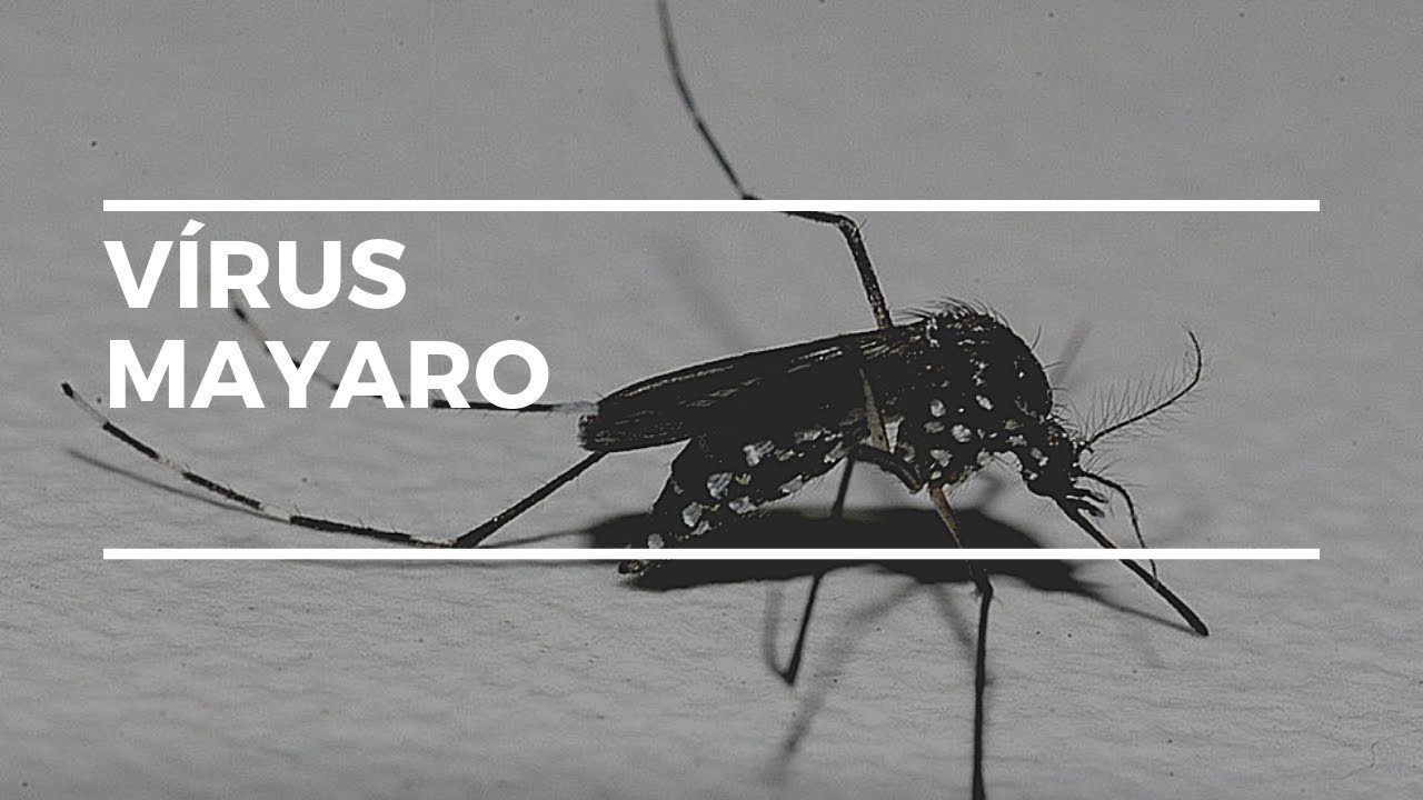 Epidemia do Mayaro vírus | Rotina na Medicina - YouTube
